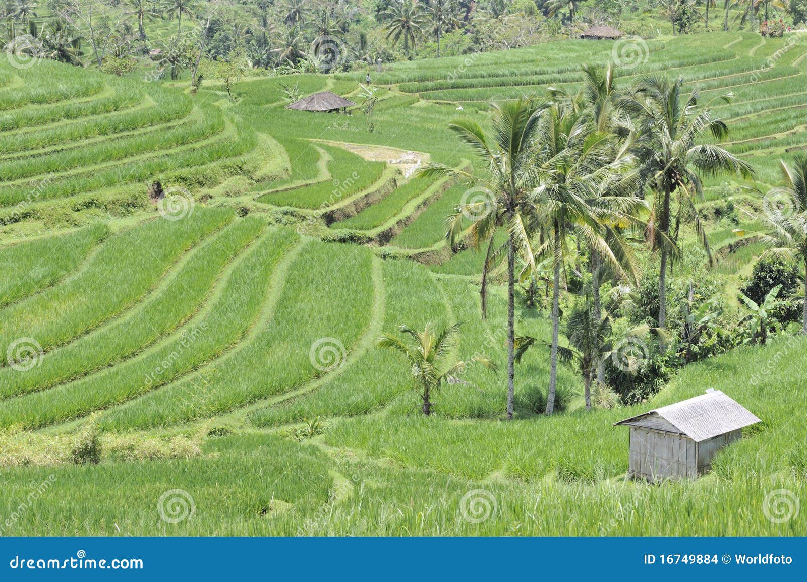 Indonesian rice terraces stock photo. Image of indonesia - 16749884
