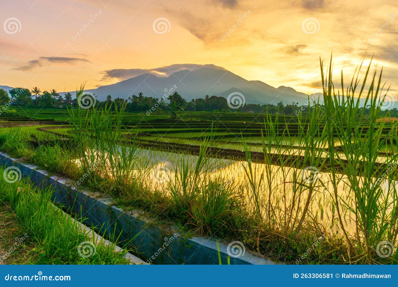 Indonesian Scenery in the Morning, Green Rice Fields, Bright Sunrise ...