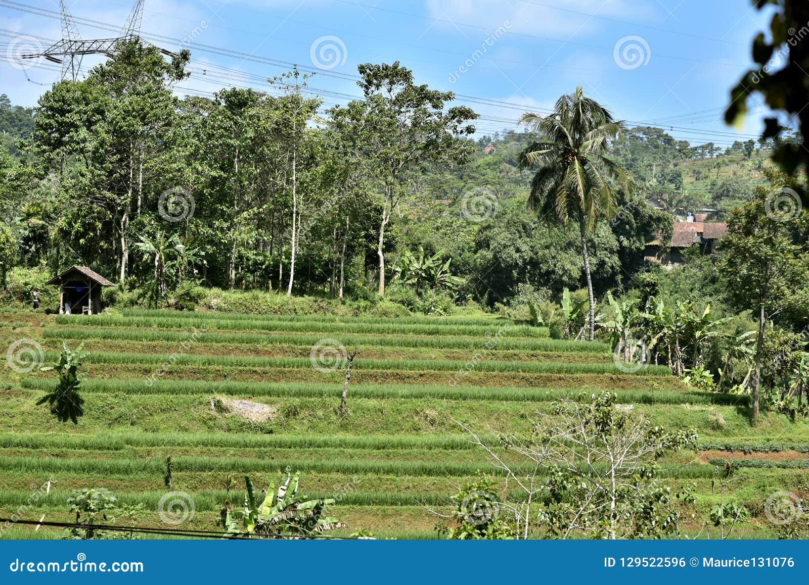 Indonesian Scenery during Summer 2017 Stock Photo - Image of growth ...