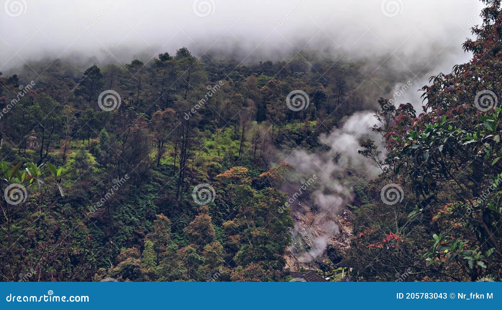 Shady Forest Semarang Stock Photos - Free & Royalty-Free Stock Photos ...