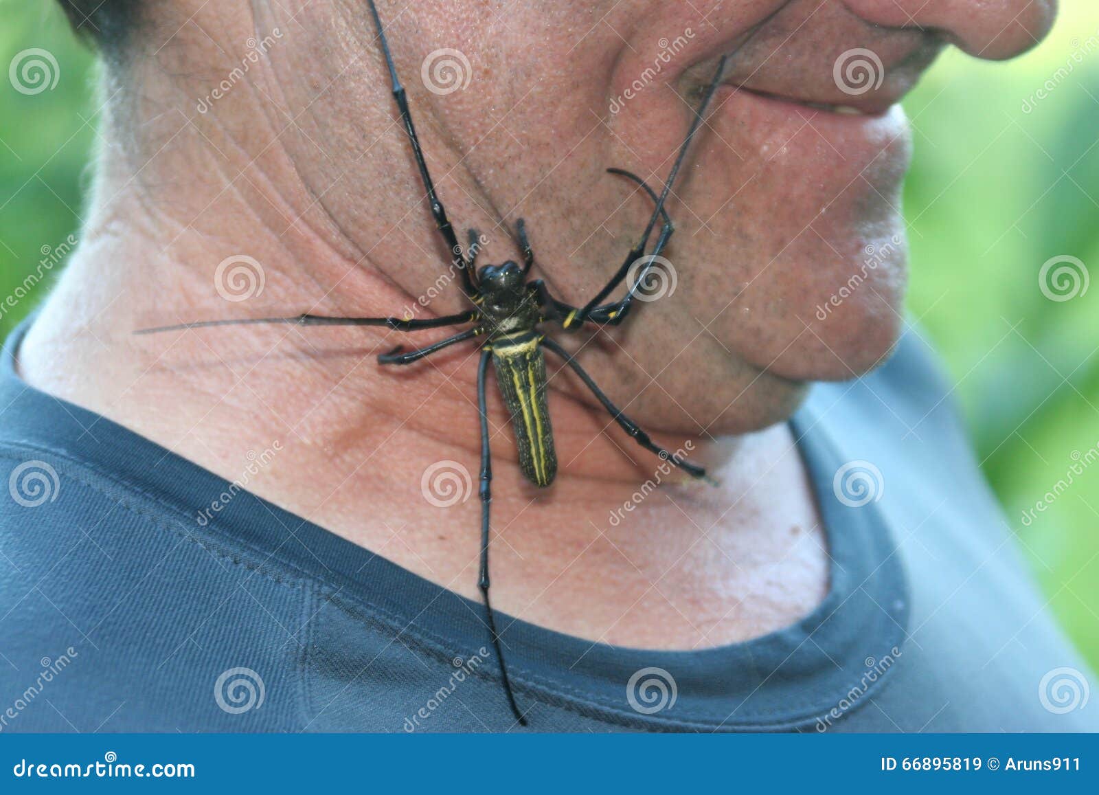 Indonesian spider editorial stock image. Image of travel - 66895819