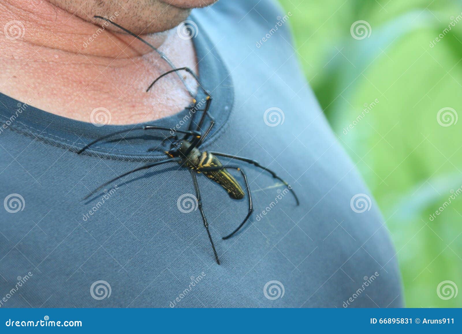 Indonesian spider editorial photo. Image of asia, sigh - 66895831
