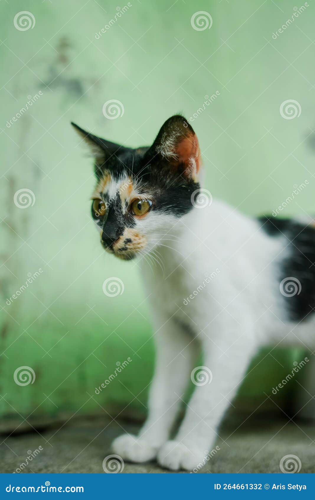 Indonesian stray cat stock photo. Image of kucing, indonesian - 264661332