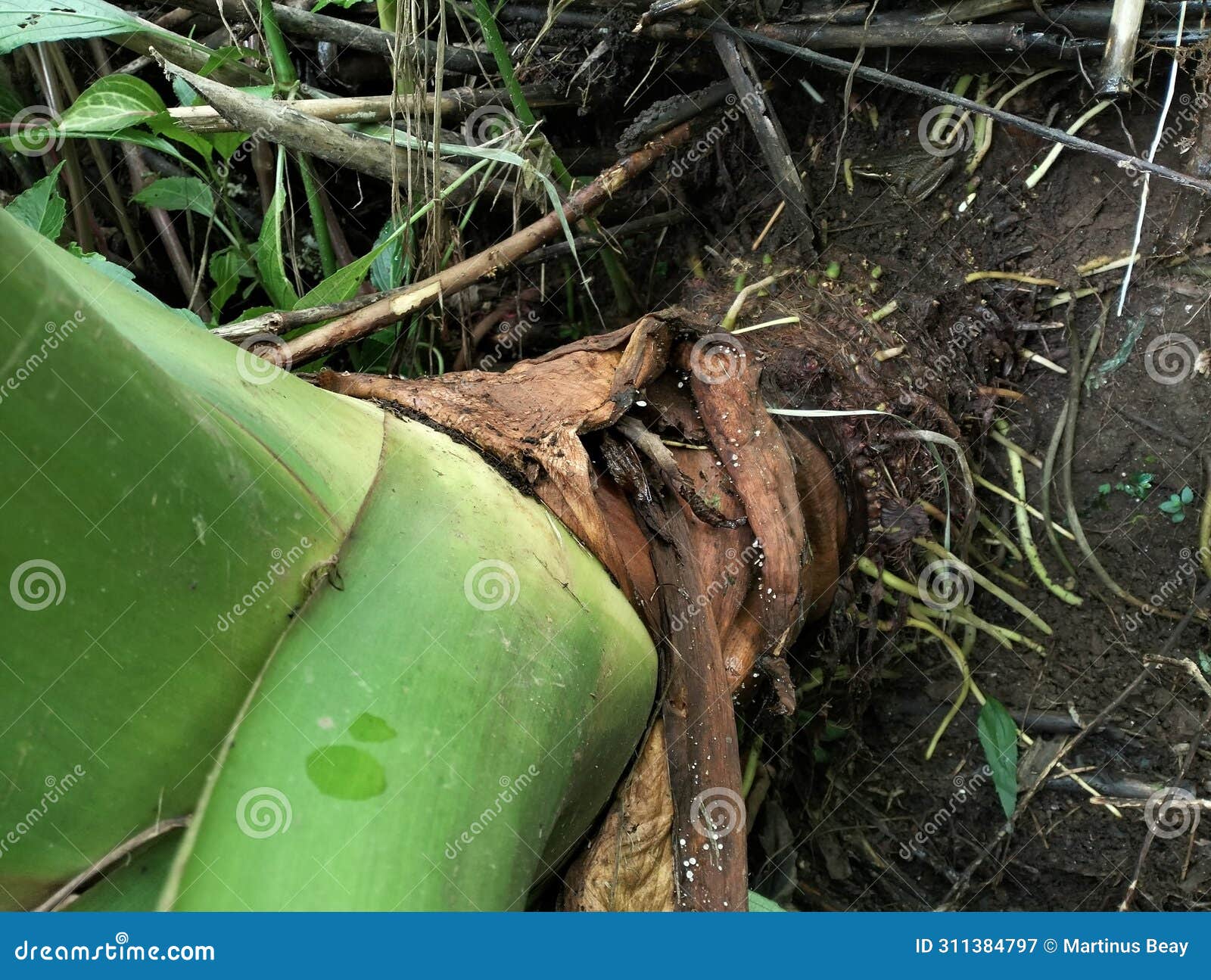 Indonesian Taro Sweet Potato Taro Tree Stock Image - Image of potato ...