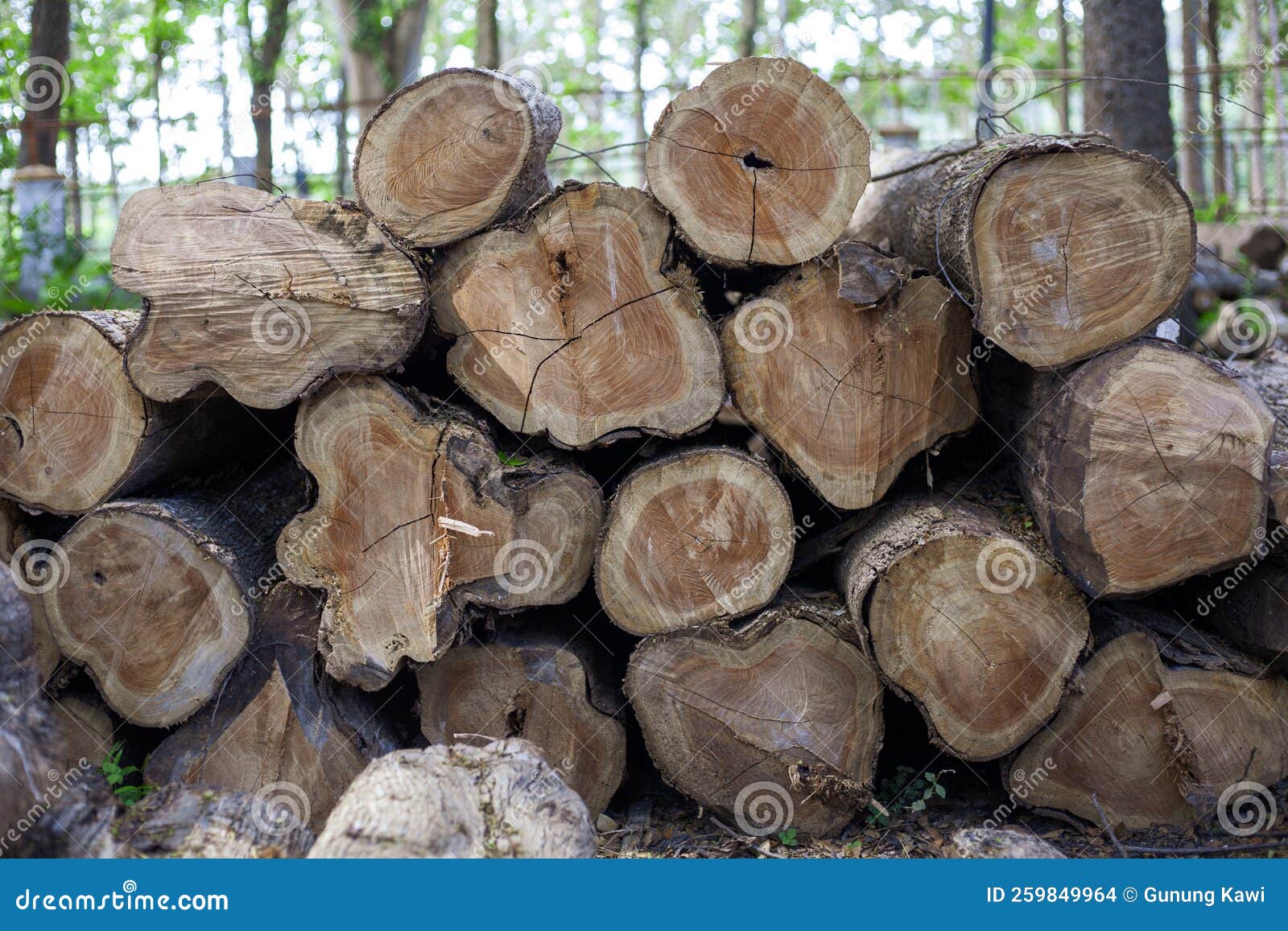 Indonesian Teak Wood Industry Stock Photo - Image of nature, industry ...