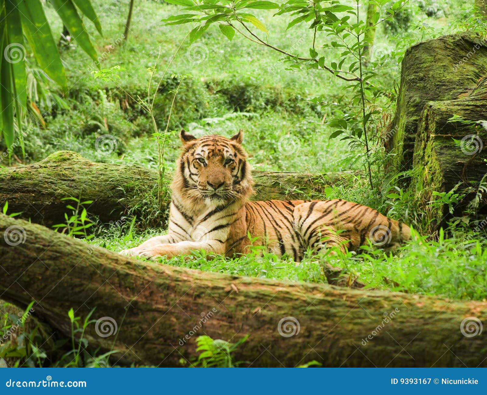 Indonesian tiger stock image. Image of grass, feline, nature - 9393167
