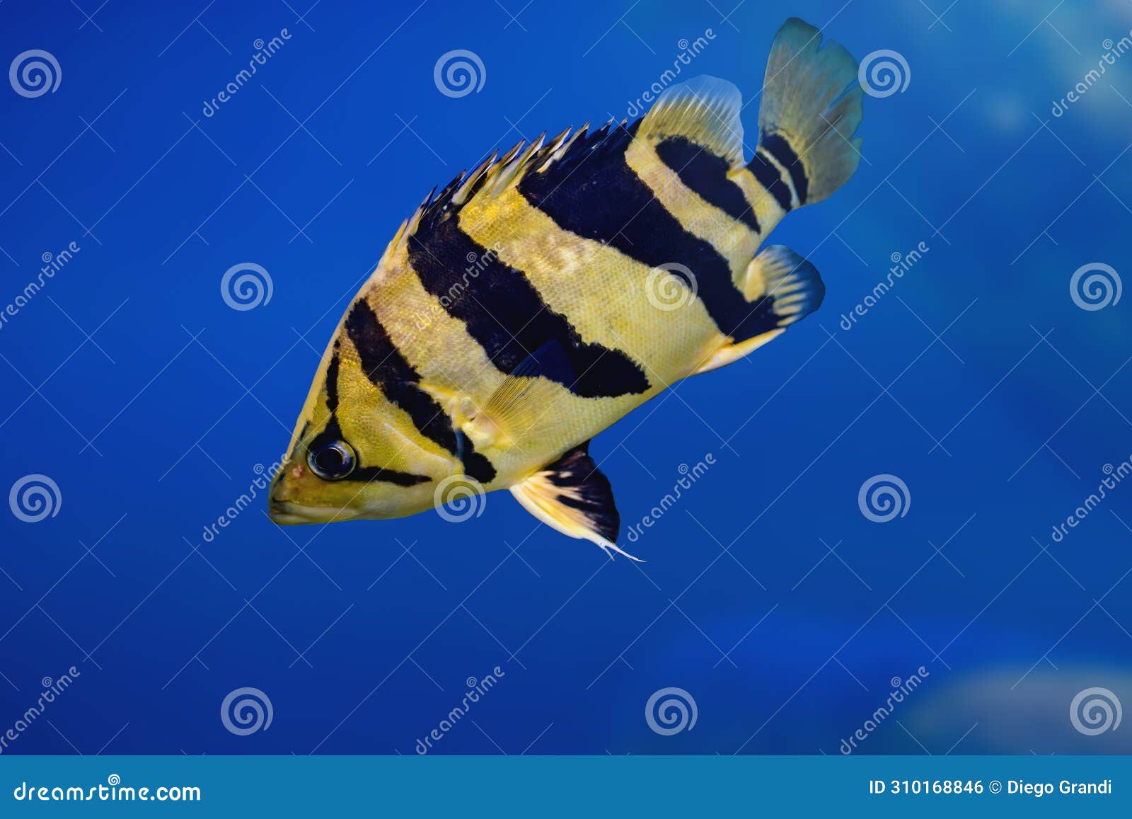 Indonesian Tiger Datnoid - Freshwater Fish Stock Photo - Image of ...
