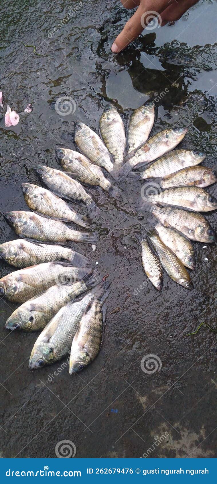 Indonesian Typical Fish Fishing Results Stock Photo - Image of fish ...