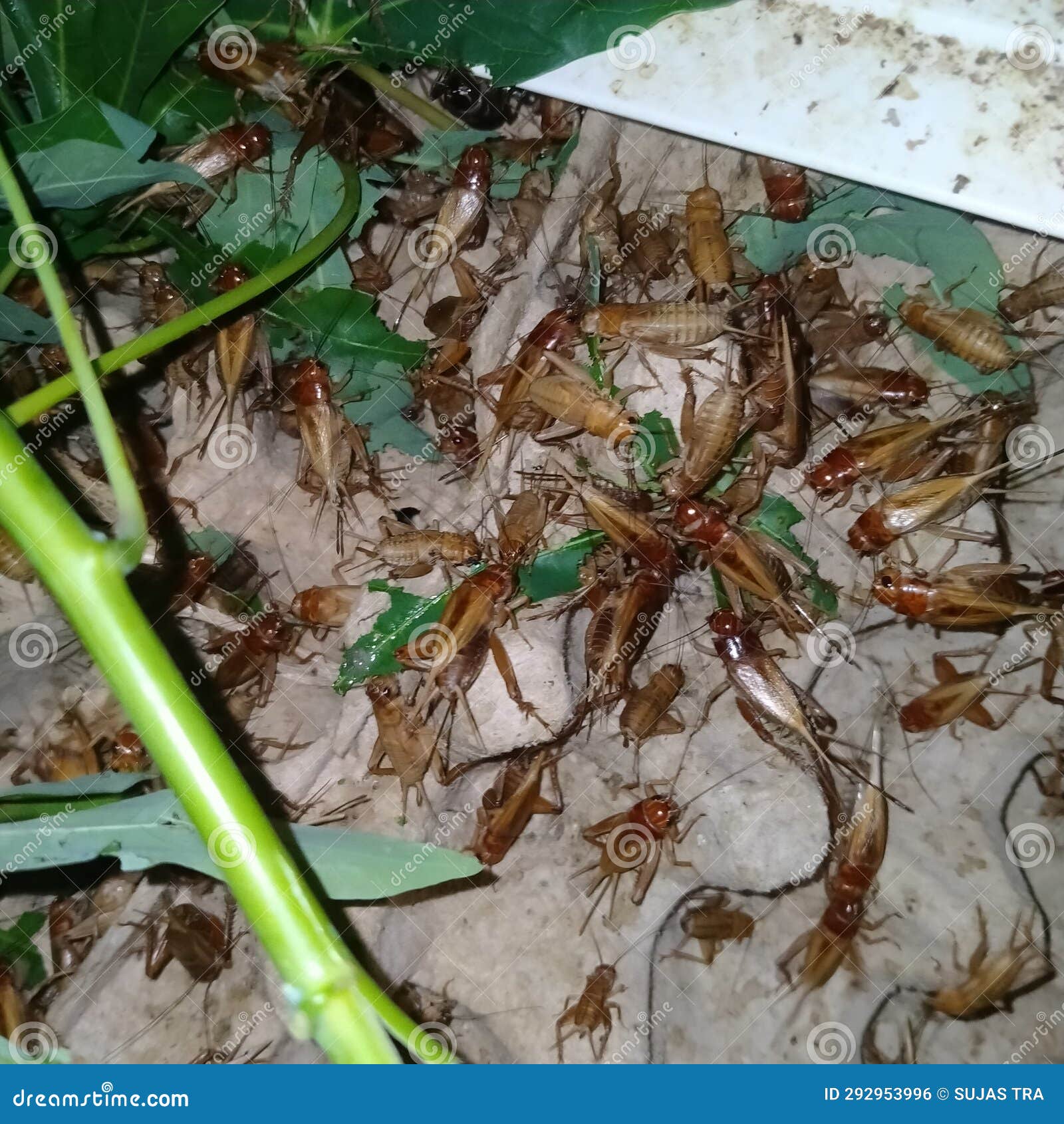 Indonesian Version of Cricket Farming, for Example Crickets Stock Photo ...