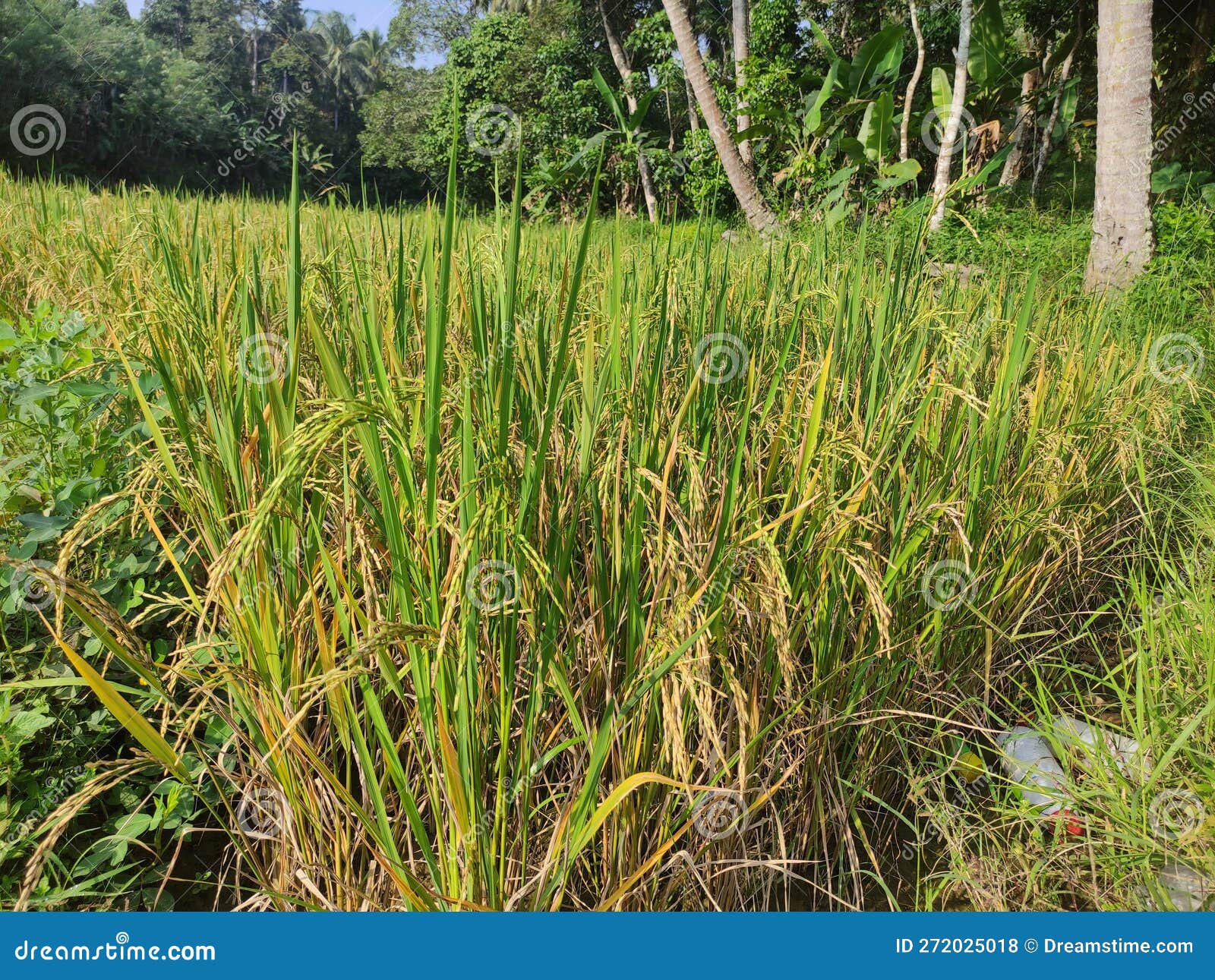 Indonesian village farm stock photo. Image of grassland - 272025018