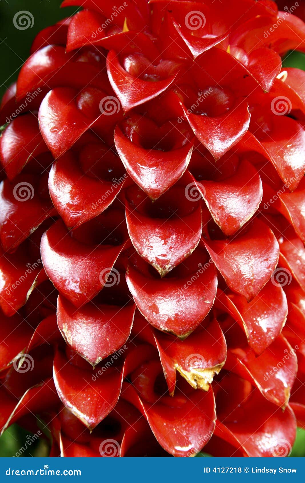 Indonesian Wax Ginger Flower Stock Photo - Image of details, flora: 4127218