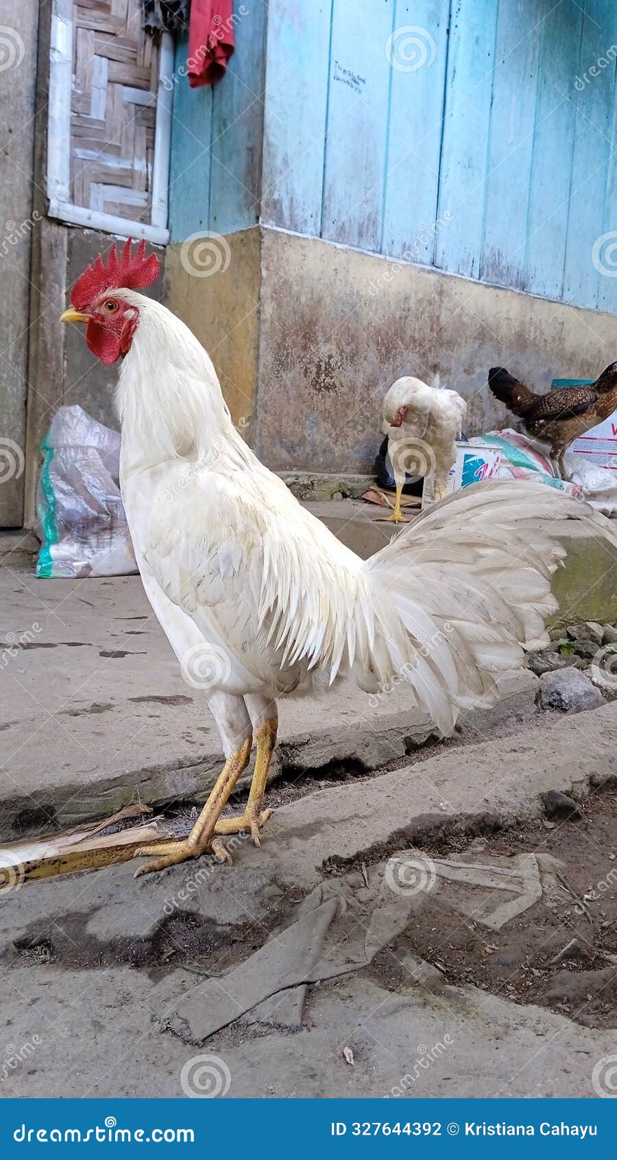 Indonesian White Rooster stock photo. Image of rooster - 327644392