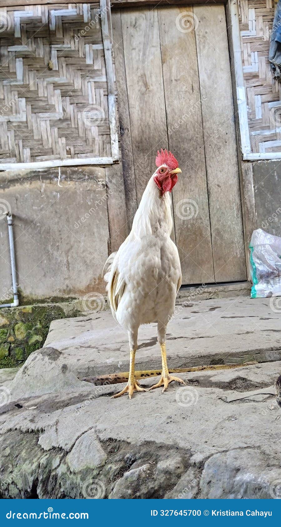 Indonesian White Rooster stock photo. Image of animals - 327645700