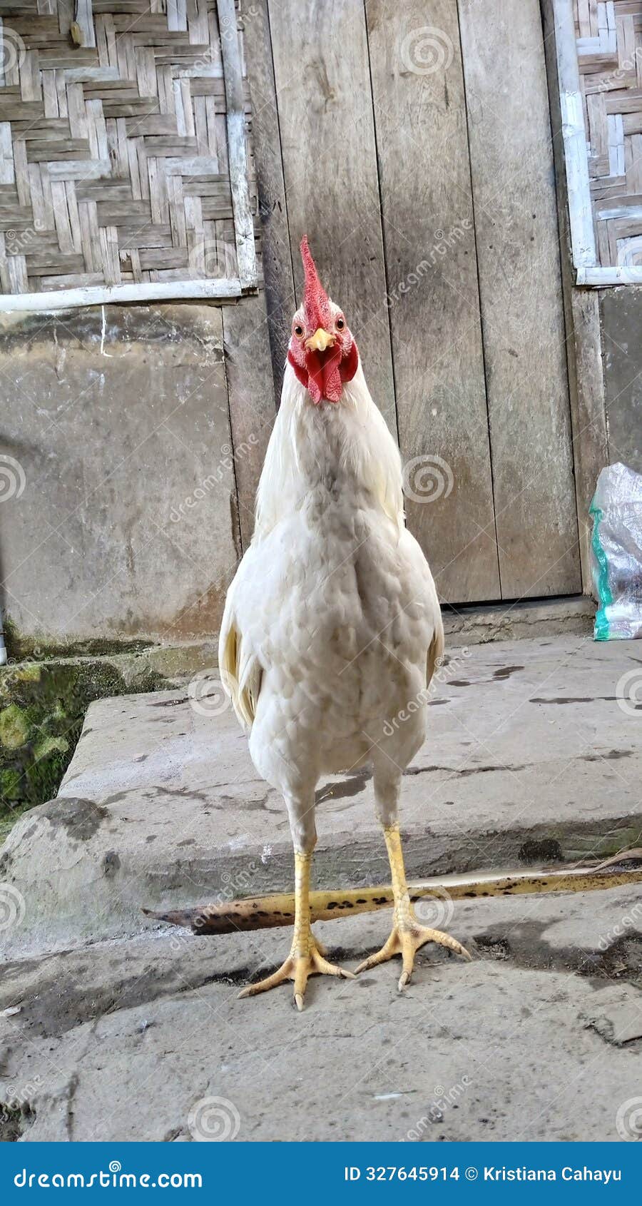 Indonesian White Rooster stock photo. Image of mixture - 327645914