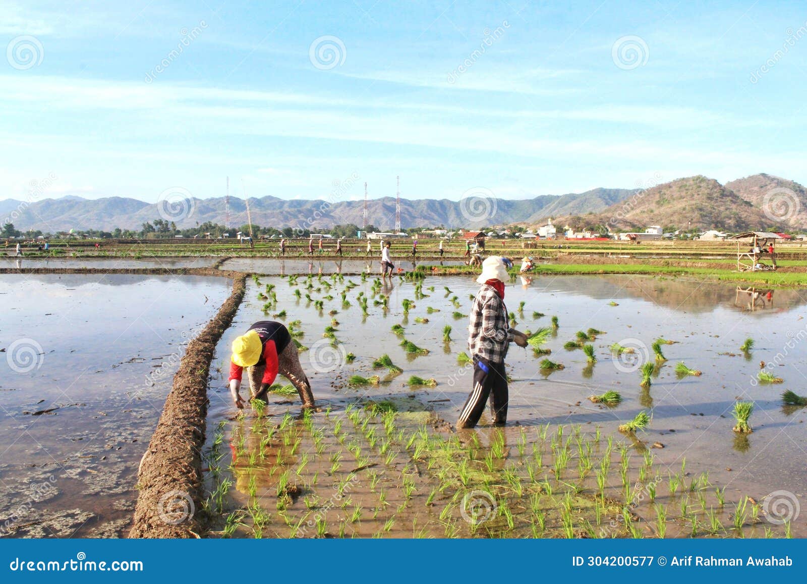 Indonesian Women Working and Bending in the Mud during the Process of ...