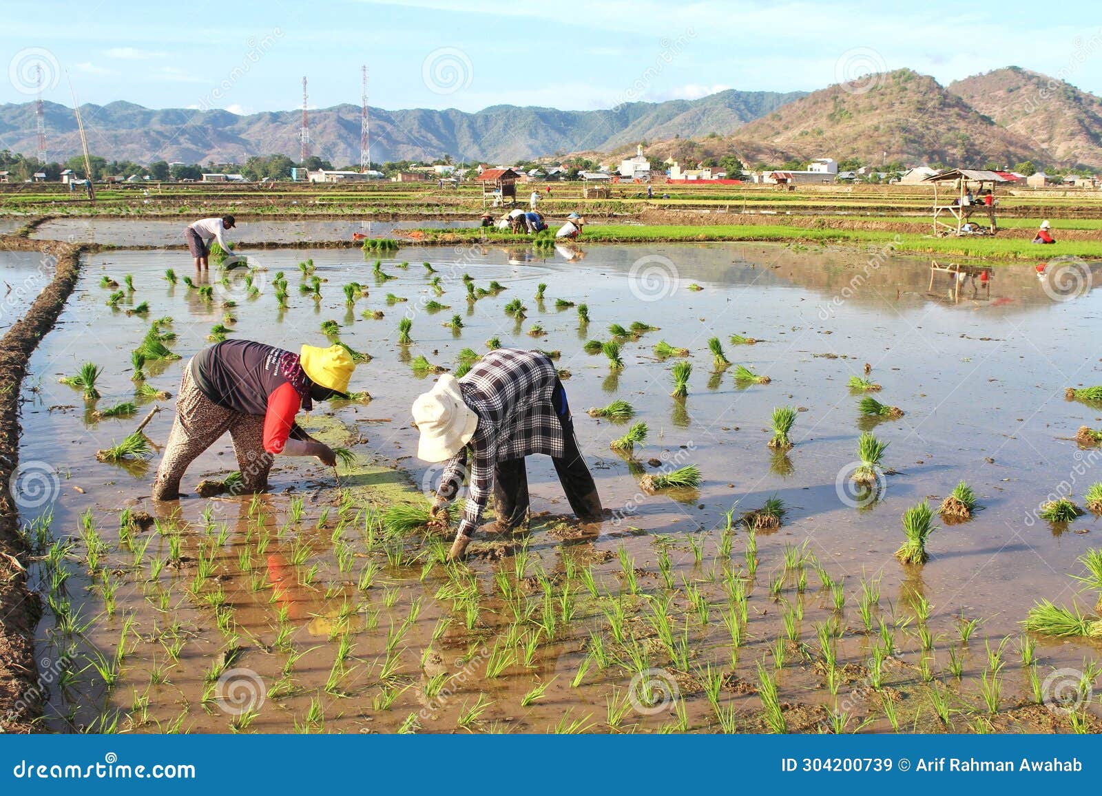 Indonesian Women Working and Bending in the Mud during the Process of ...