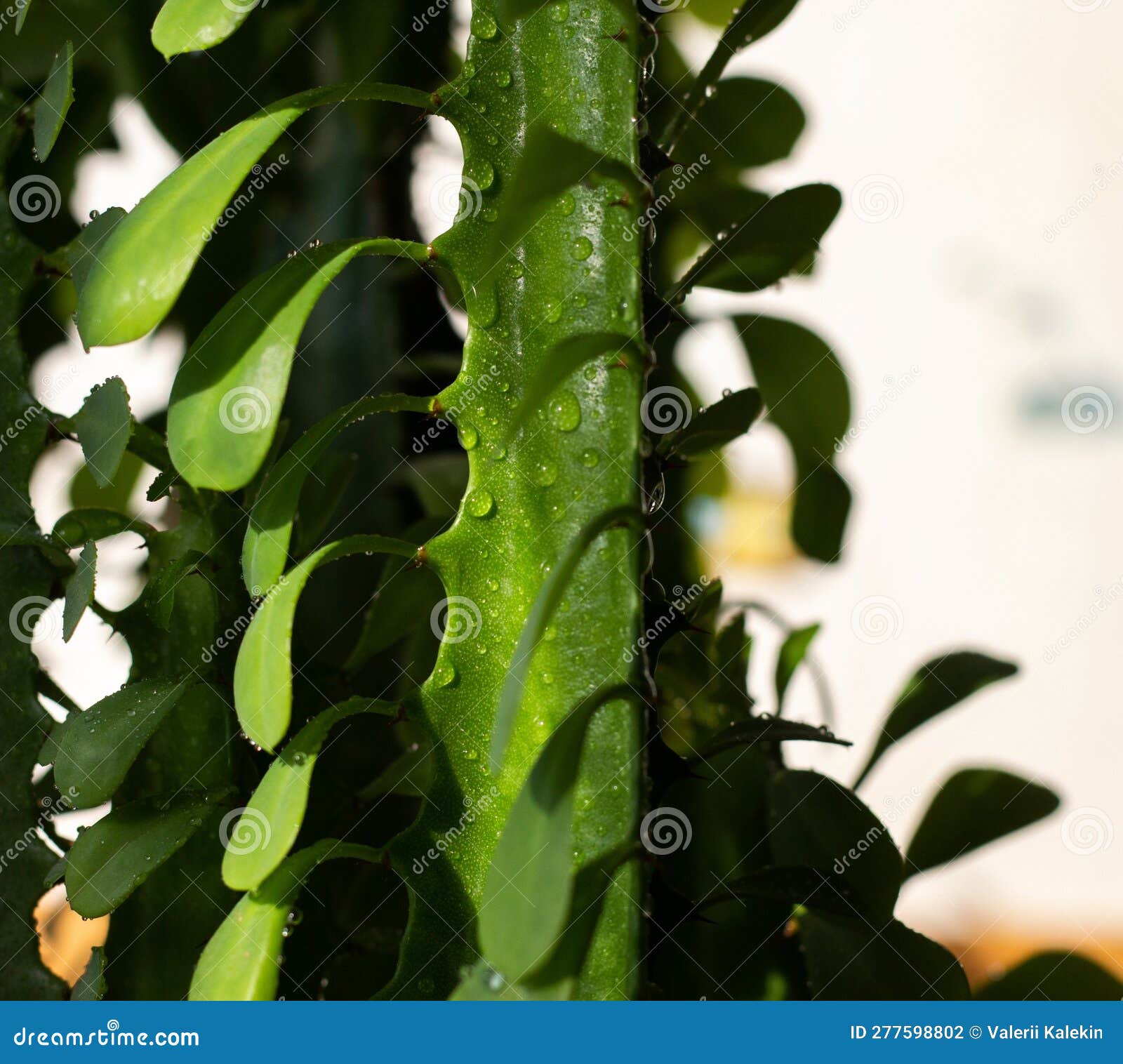 Alluaudia Procera, Or Madagascar Ocotillo, Is A Deciduous Succulent ...