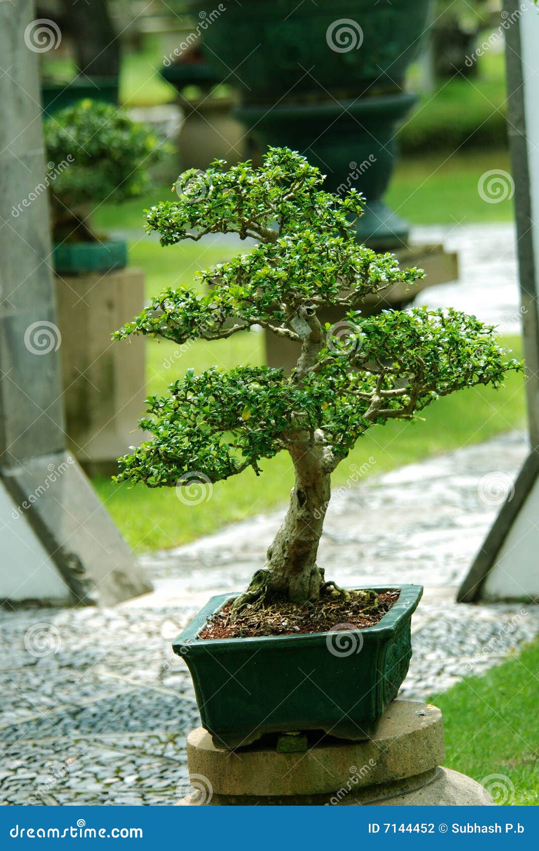 Indoor Bonsai Tree in a Pot Stock Photo - Image of tree, greenery: 7144452