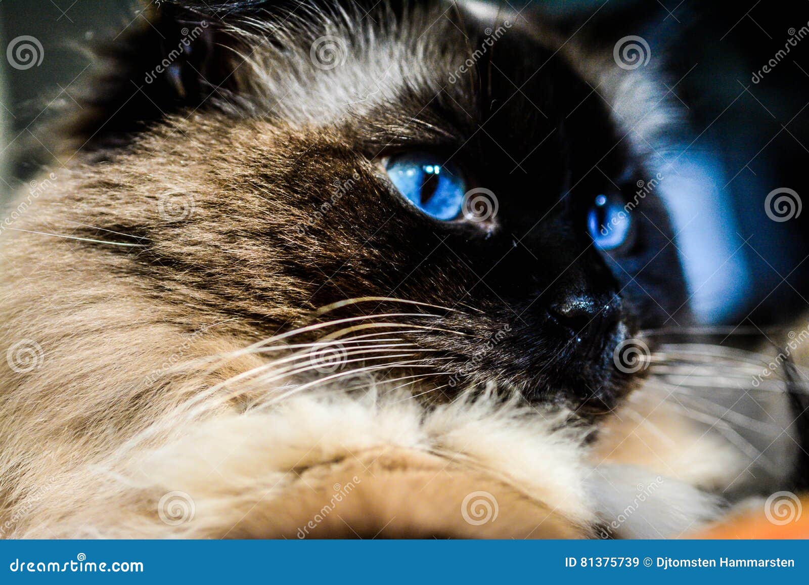 Indoor Cat rio stock image. Image of cute, background - 81375739