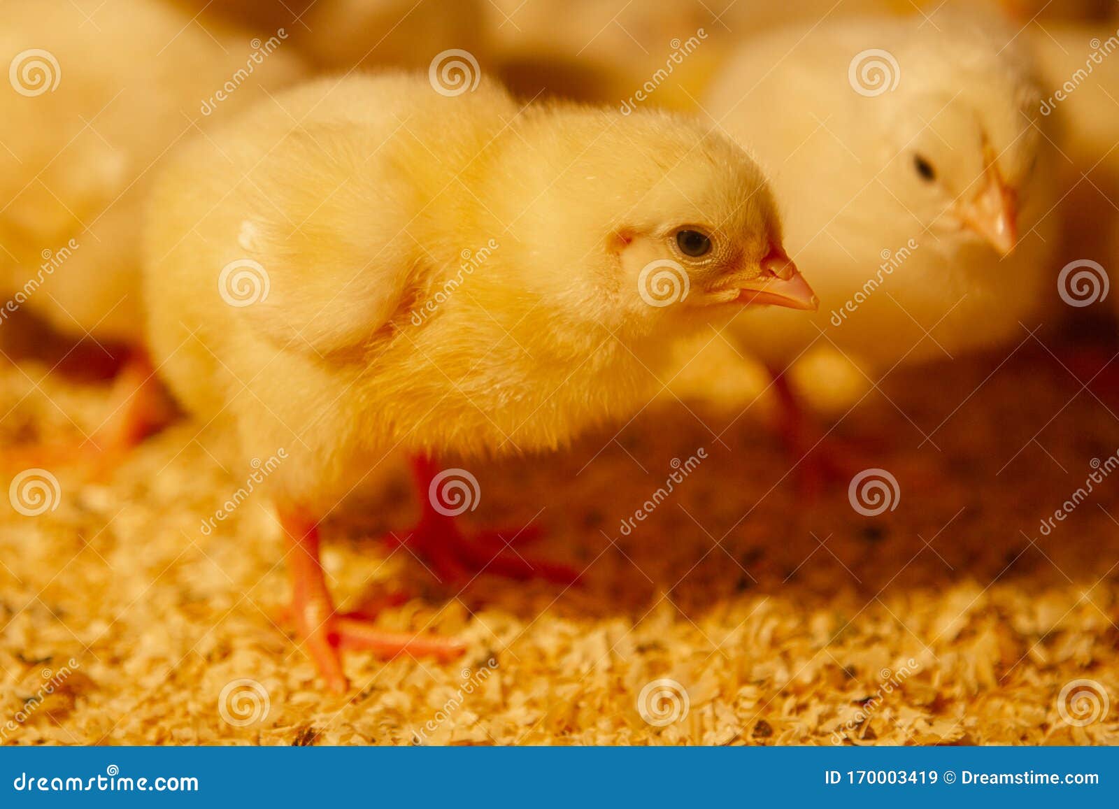 Indoor Chicken Farm, Chicken Feeding, Broiler Chicken Feeding Stock ...