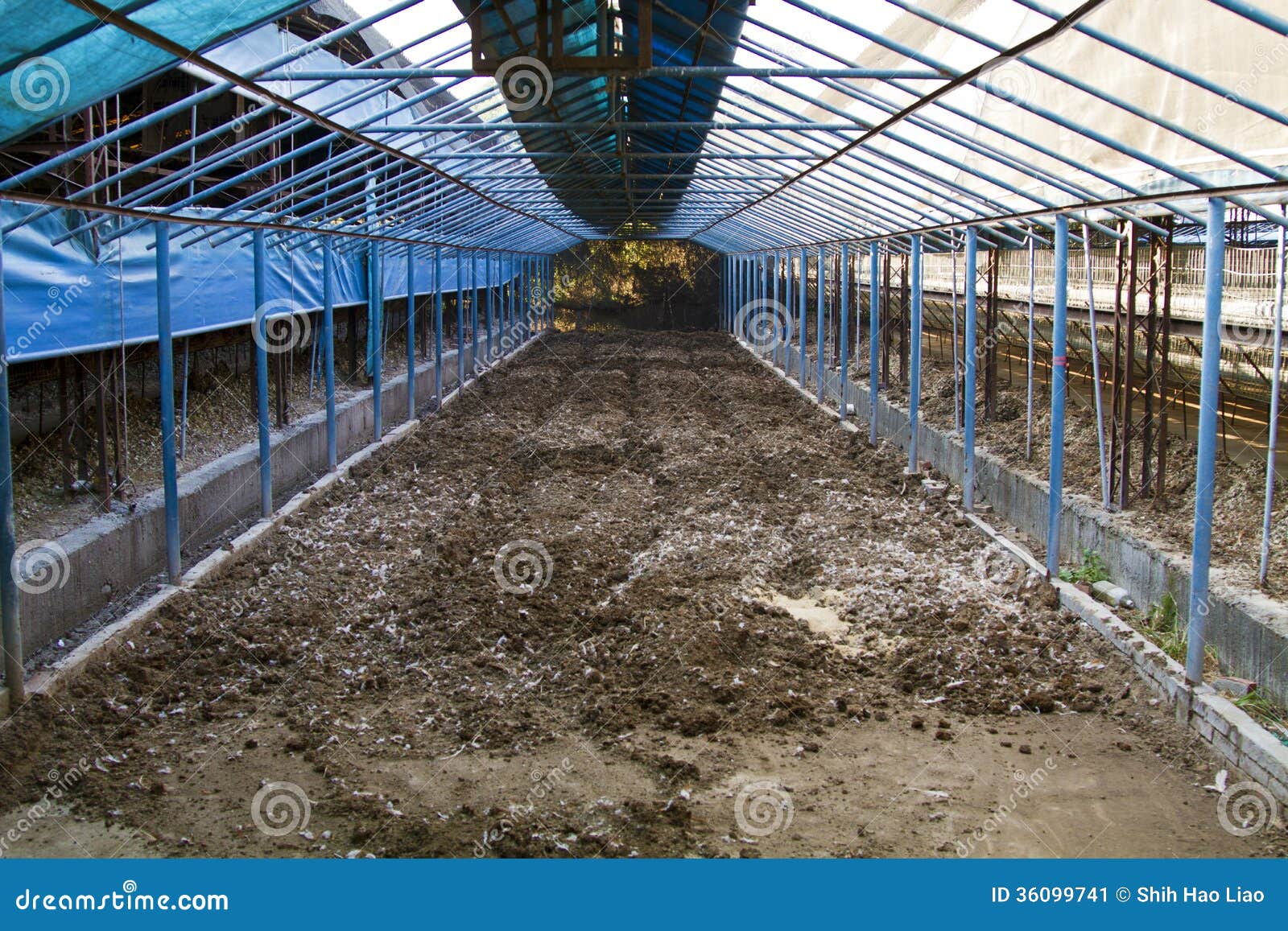 Indoor chicken farm stock image. Image of ground, agriculture - 36099741