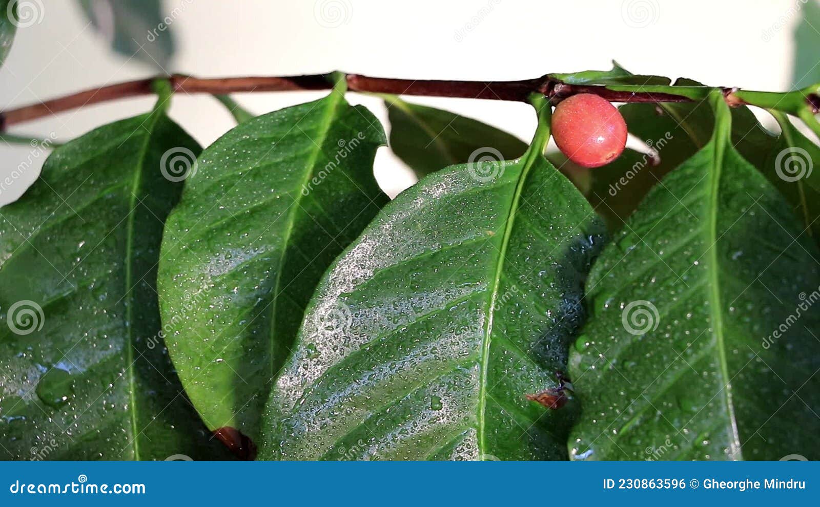 Indoor Coffee Tree Cultivation - Sprinkling the Leaves with Water ...