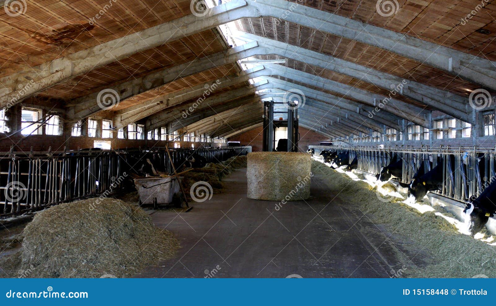 Dairy Farm, Simmental Cattle, Feeding Cows On Farm Stock Photo ...