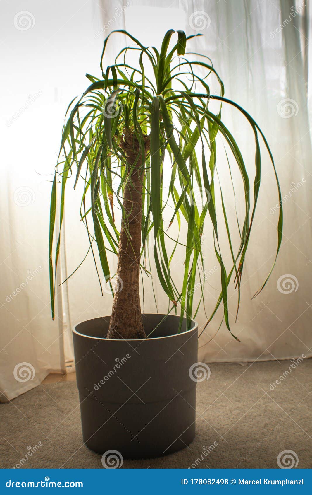 Indoor dragon palm tree stock photo. Image of palm, flower - 178082498