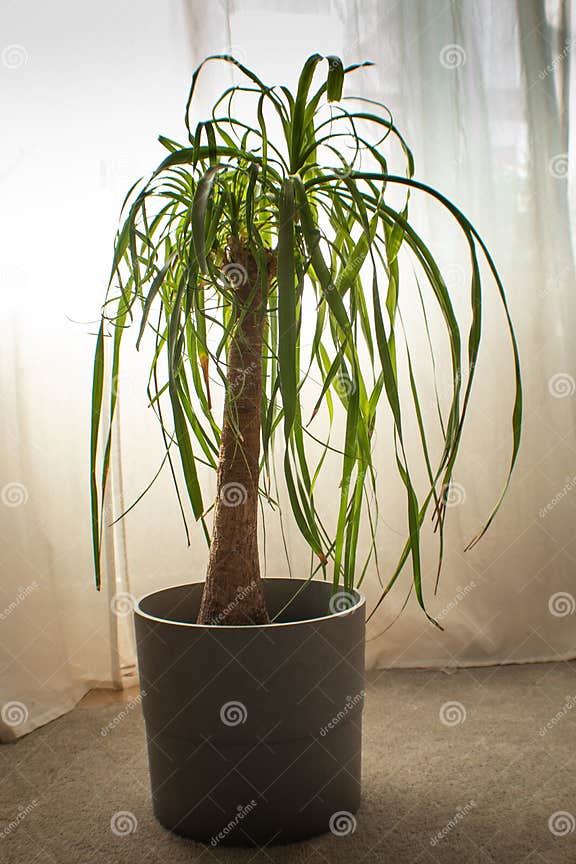 Indoor dragon palm tree stock photo. Image of palm, flower - 178082498