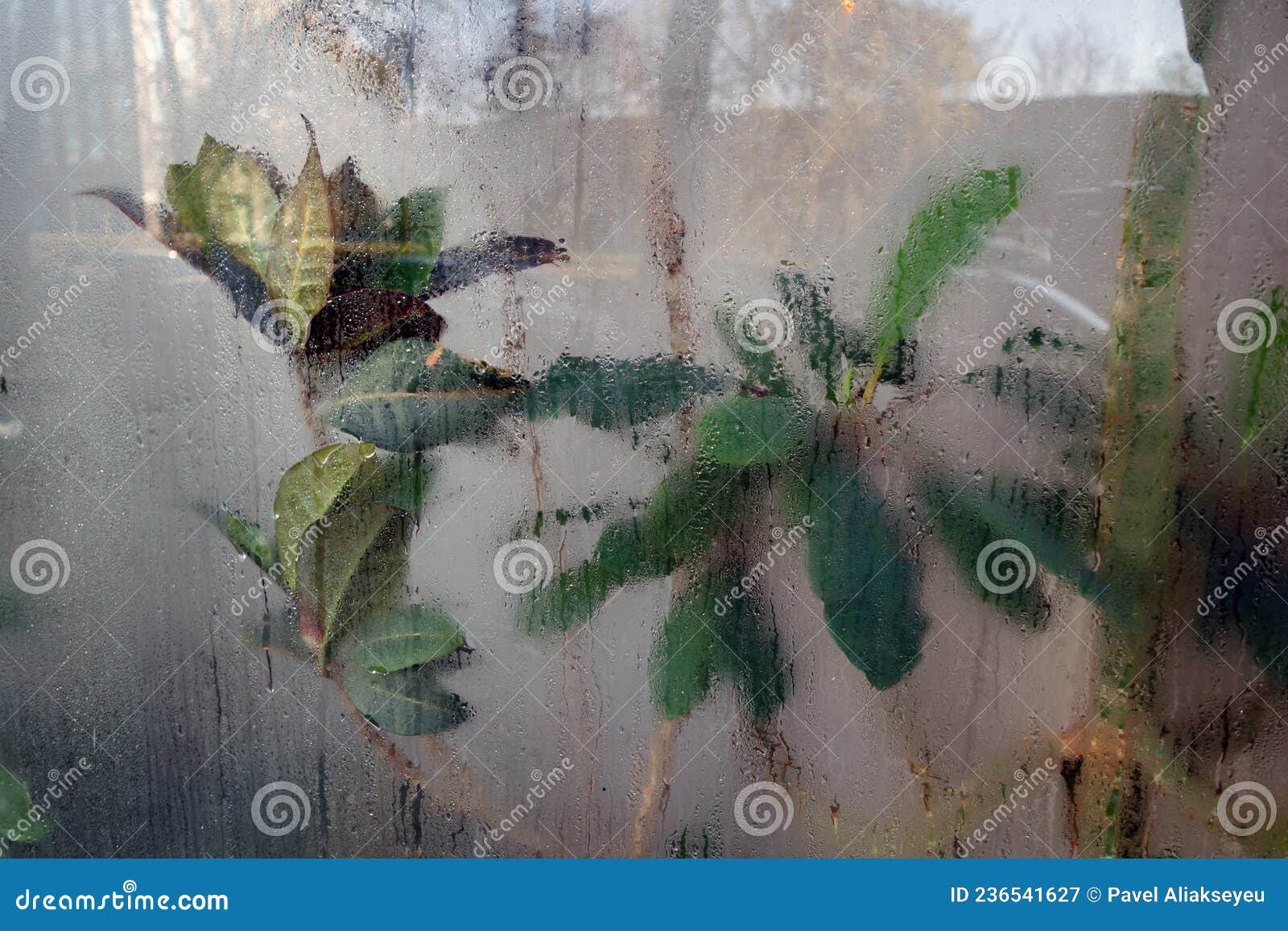 Indoor Flowers and Window with Condensation Stock Image - Image of ...