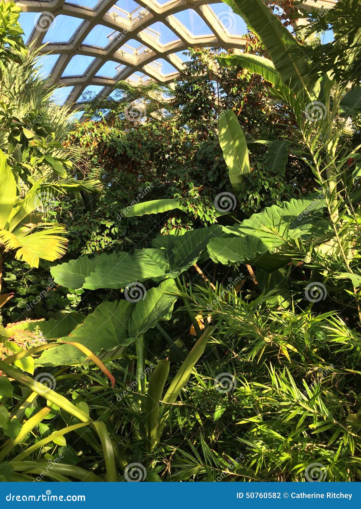 Indoor Forest stock photo. Image of greenhouse, botanical - 50760582
