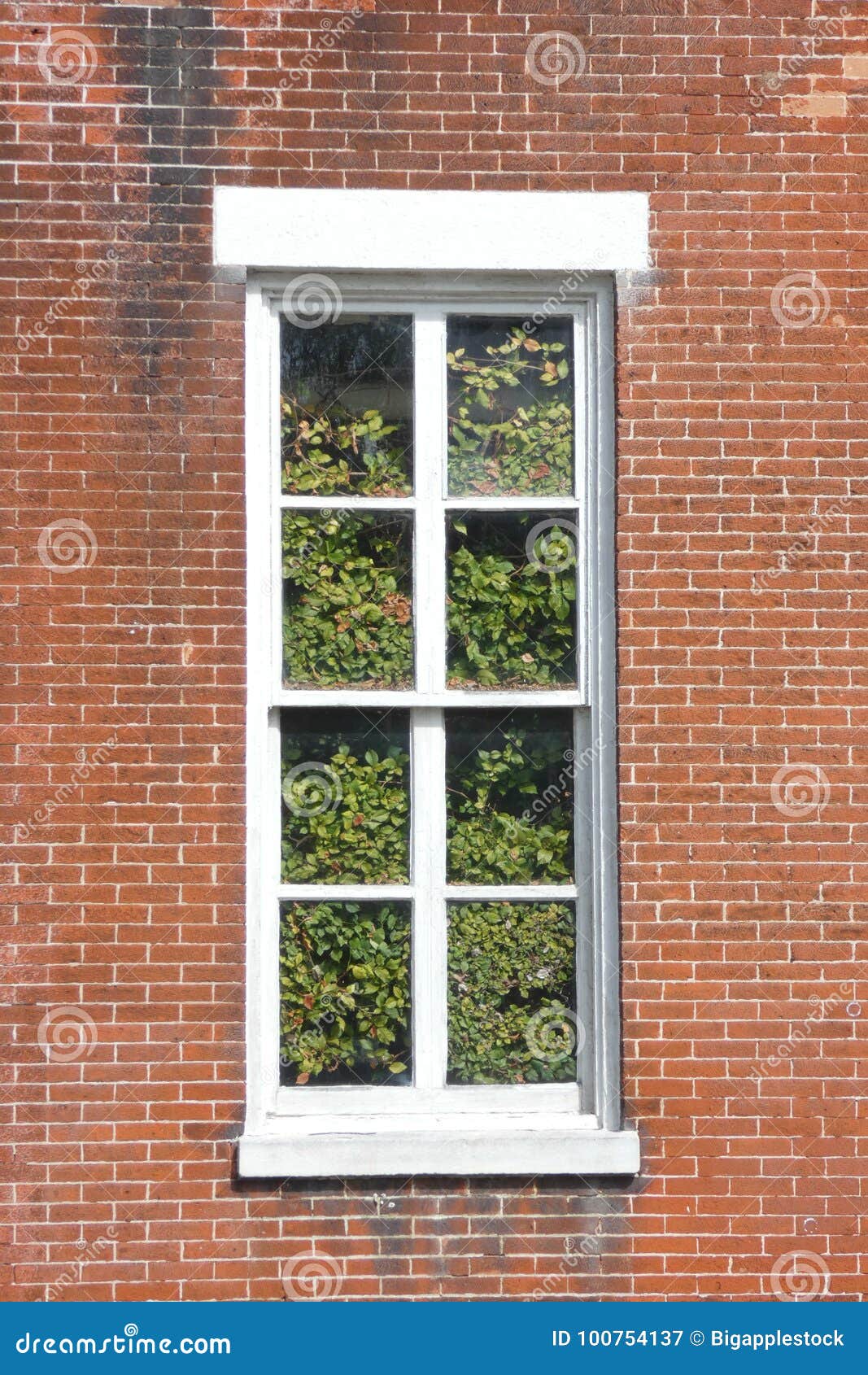 Indoor Greenery stock image. Image of flora, plants - 100754137