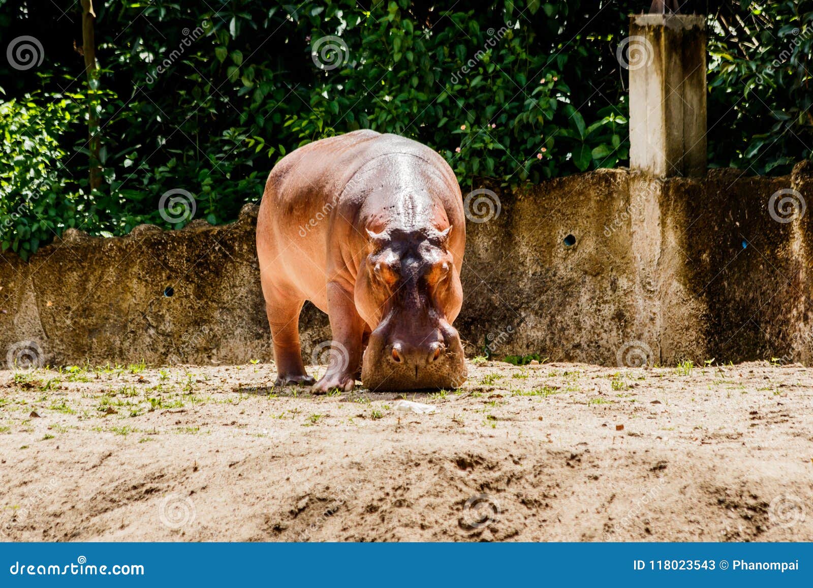 Indoor Hippopotamus in Nature . Stock Image - Image of animal, park ...