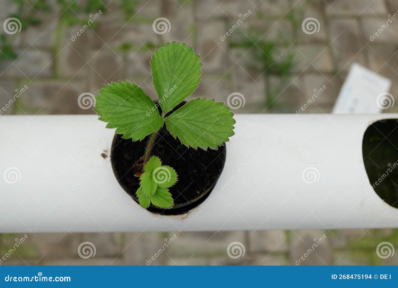 Indoor Hydroponic Strawberry with Paralon Pipe Media Stock Photo ...