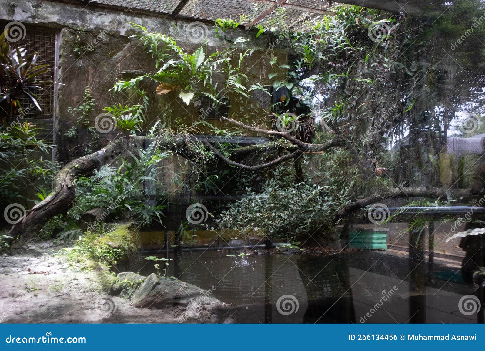 Indoor Land Primate Cage with Landscape Setting Stock Photo - Image of ...