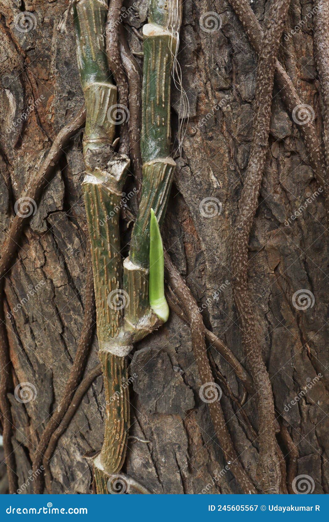 Indoor Money Plant Root on the Tree. on the Tree Background Stock Image ...