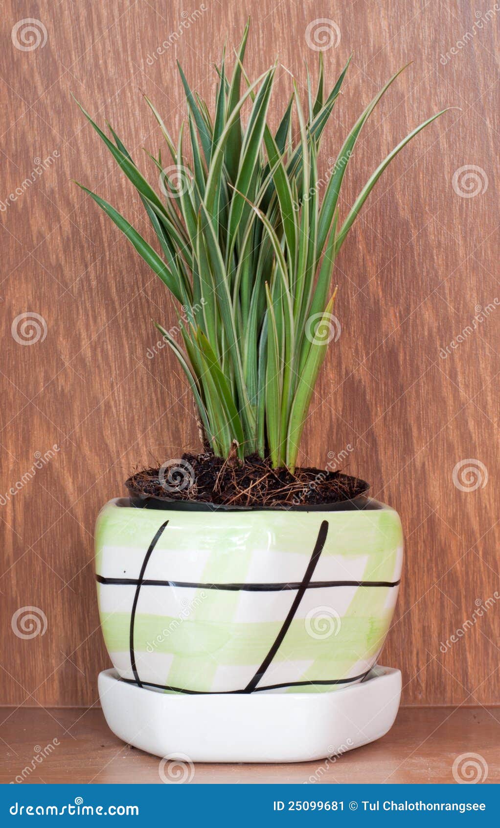 Indoor office plant stock image. Image of soil, office - 25099681