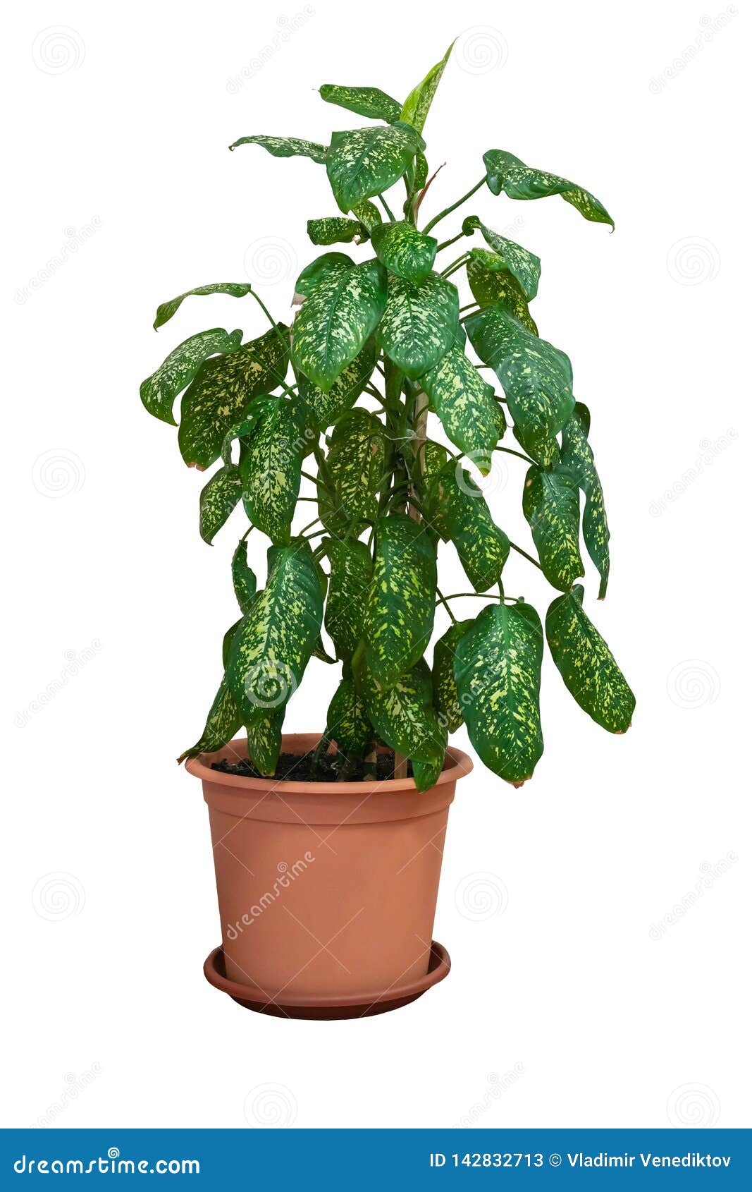 Indoor Ornamental Plants In A Flower Pot On A White Isolated Background