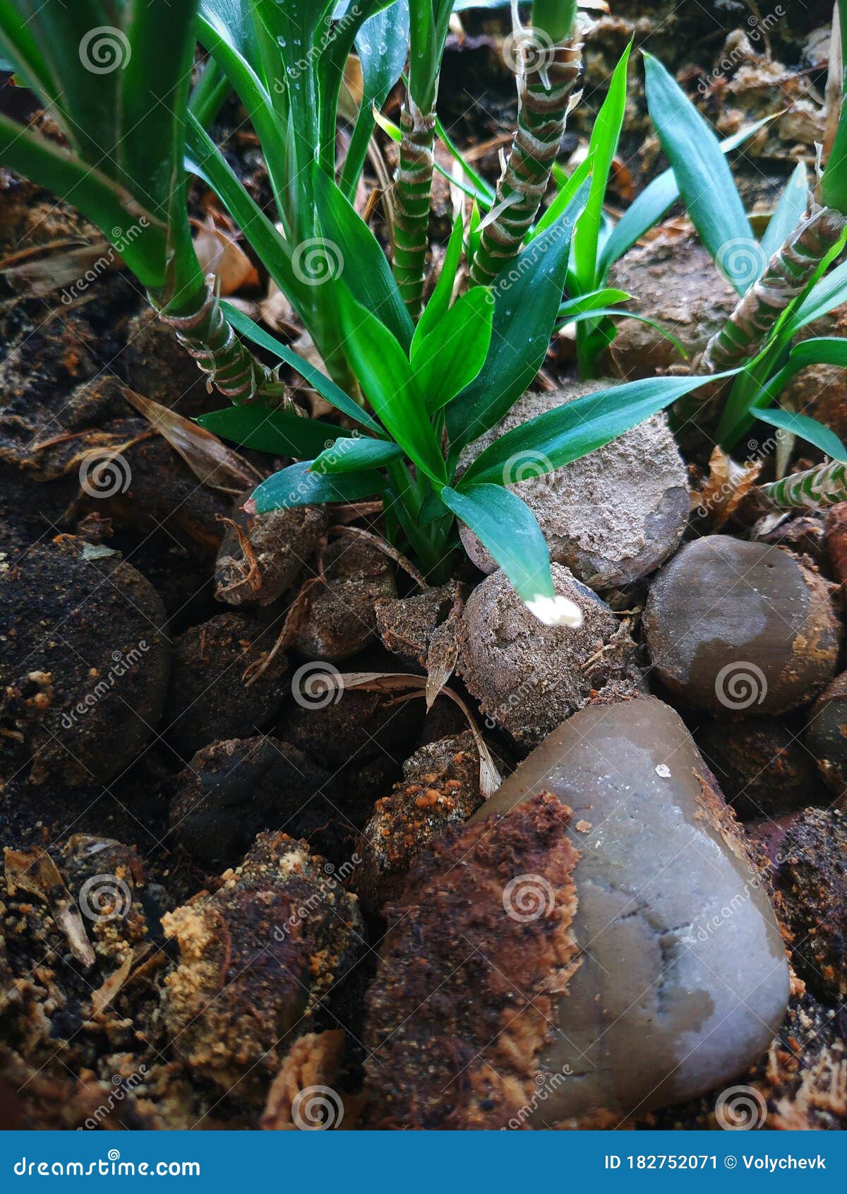 Indoor "palm Trees" and Stones with Moss Stock Image - Image of garden ...