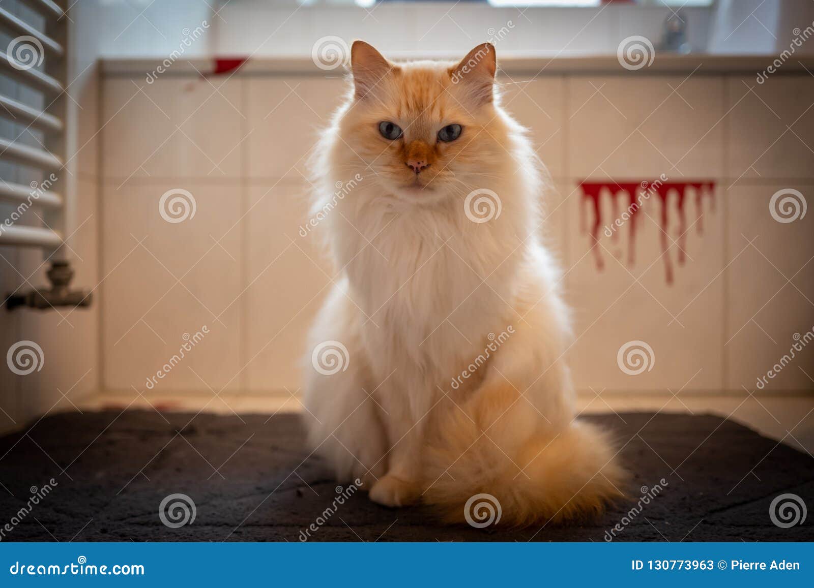 Indoor Photo of Sacred Birman Cat Stock Image - Image of haired, furry ...
