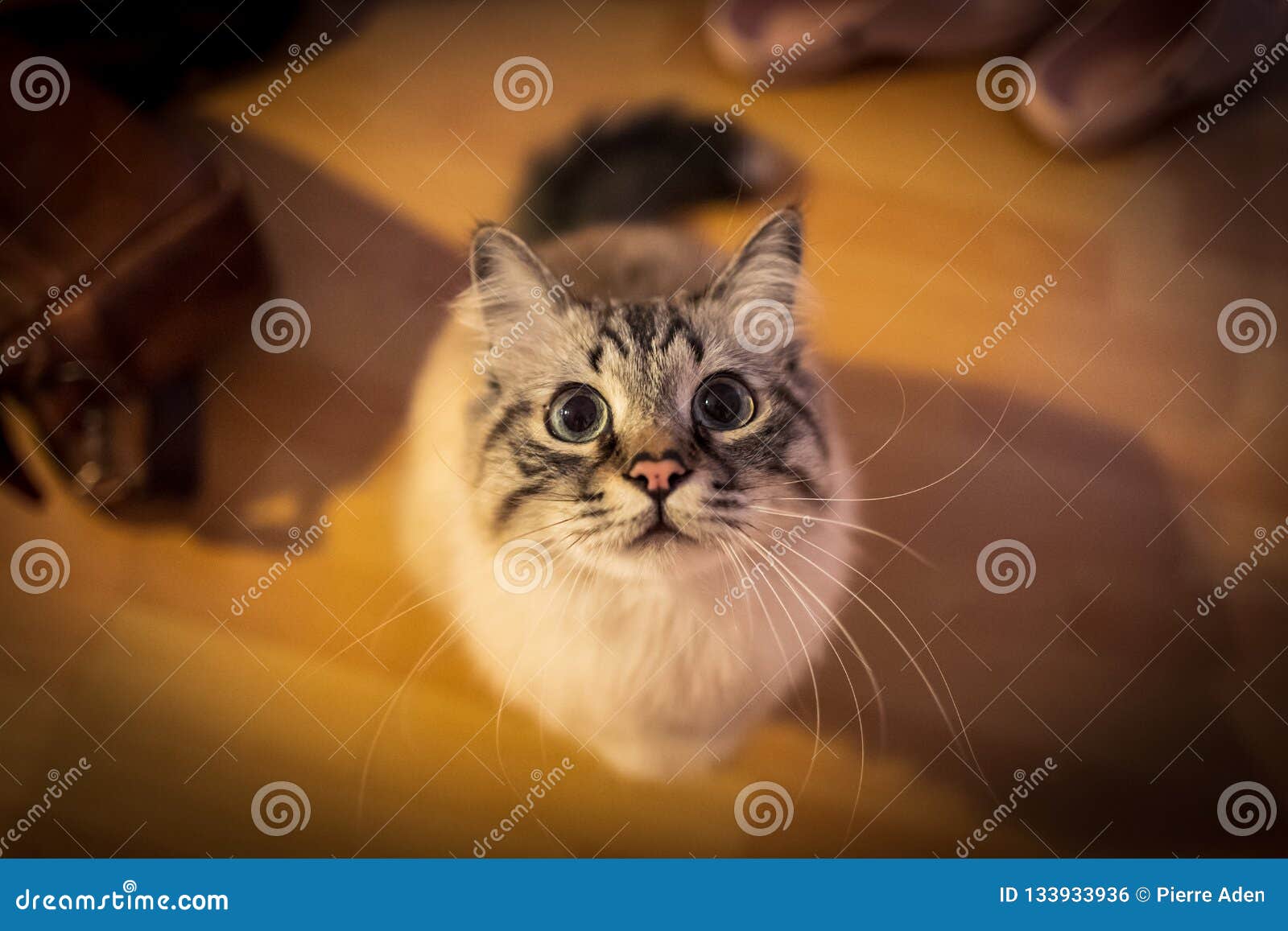 Indoor Photo of Sacred Birman Cat Stock Photo - Image of looking ...