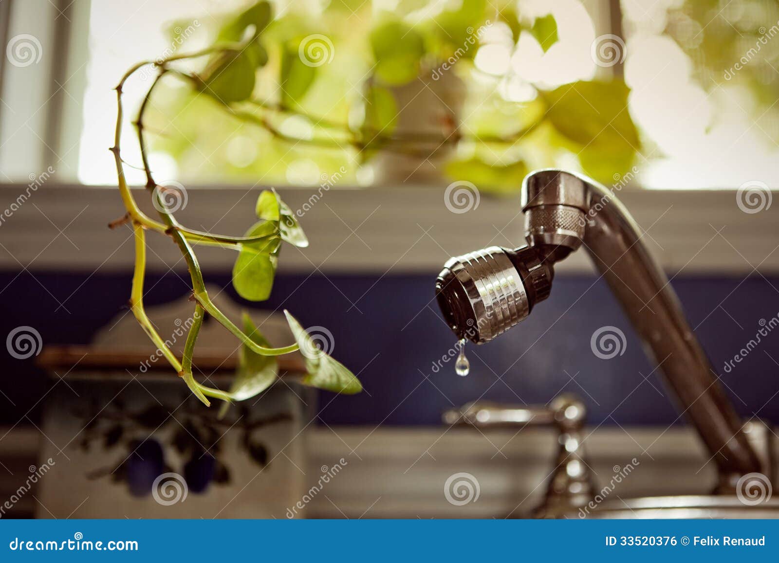 Indoor Plant Asking for Little Bit of Water Stock Photo - Image of ...
