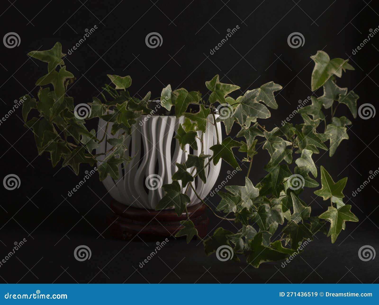 Indoor Plant in a Ceramic Pot on a Black Background. Stock Image ...