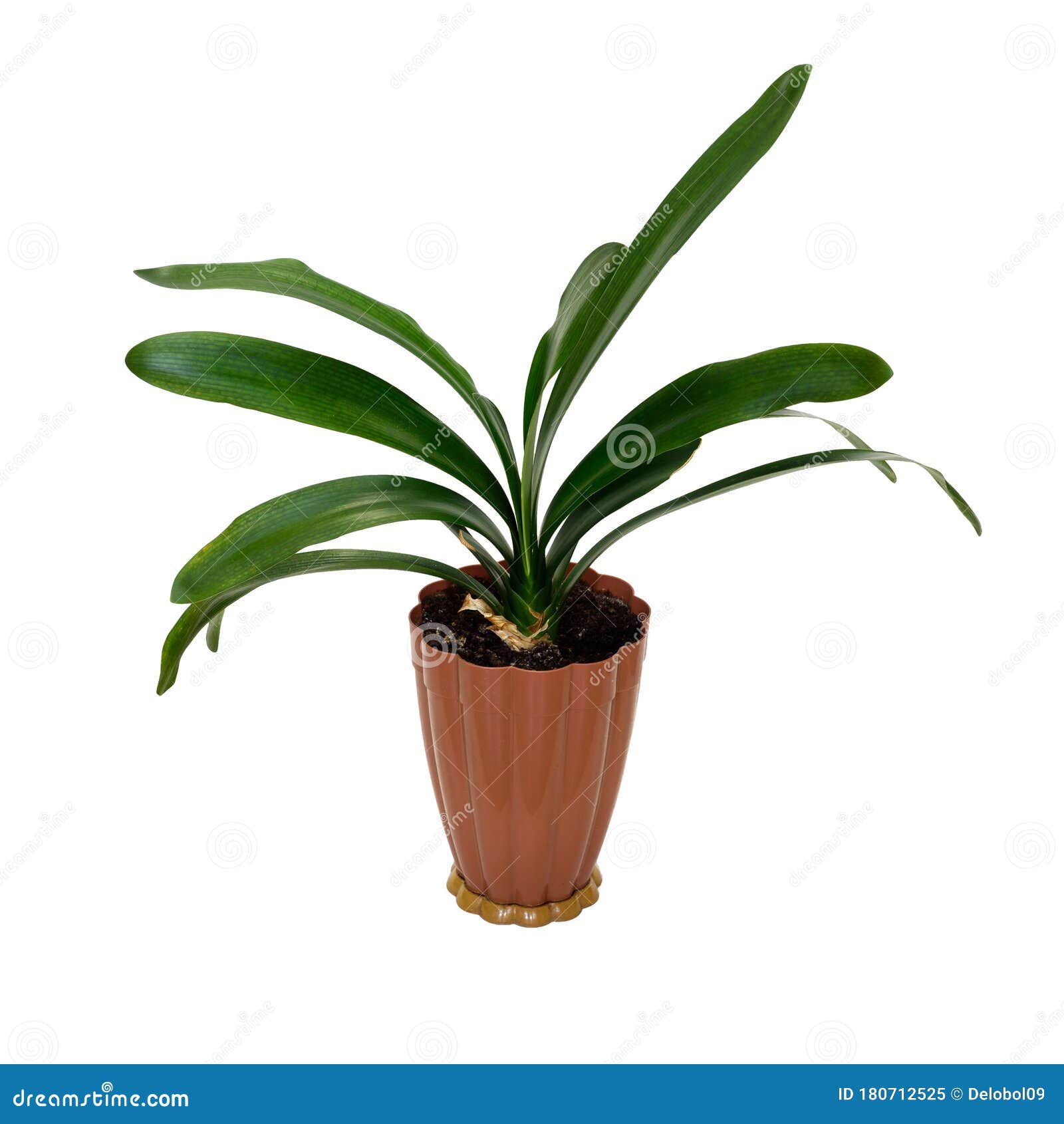Indoor Plant Clivia in a Brown Pot Stock Image - Image of earthenware ...