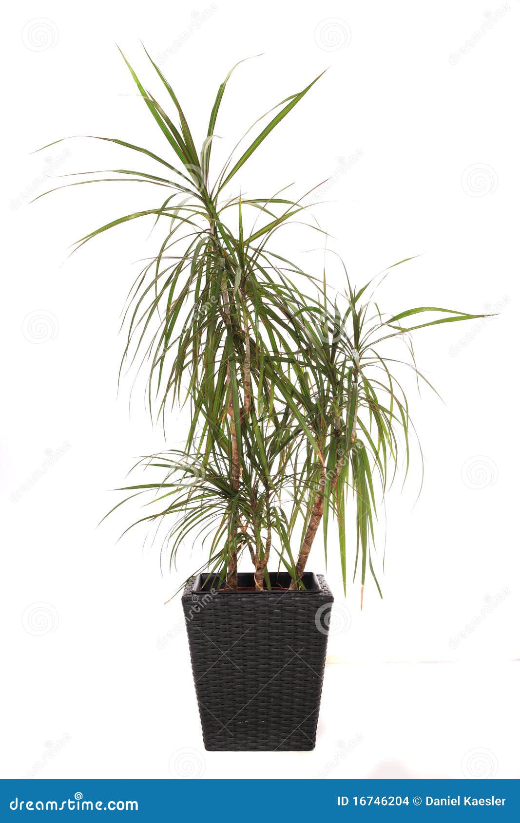 Dracaena Marginata. Green Leaves Of Red Edged Dracaena. Madagascar ...