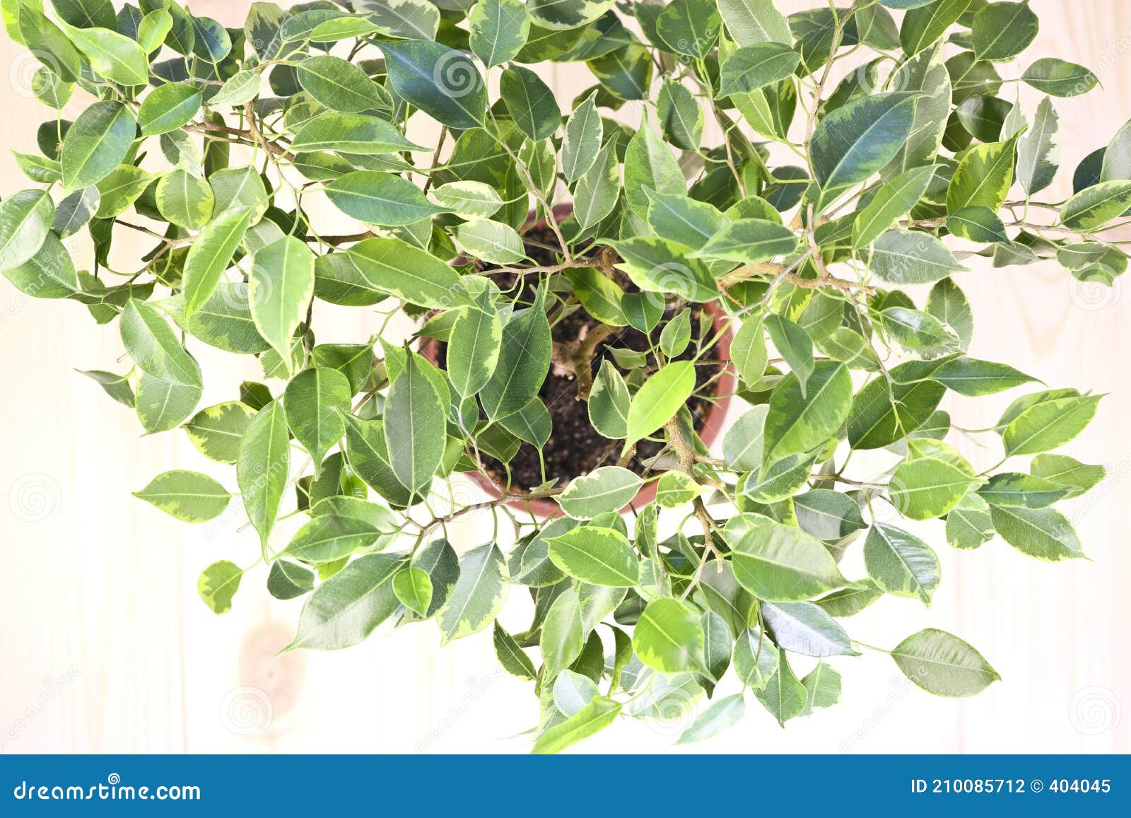 Indoor Plant Ficus Benjamin, Top View. Soft Selective Focus Stock Photo ...