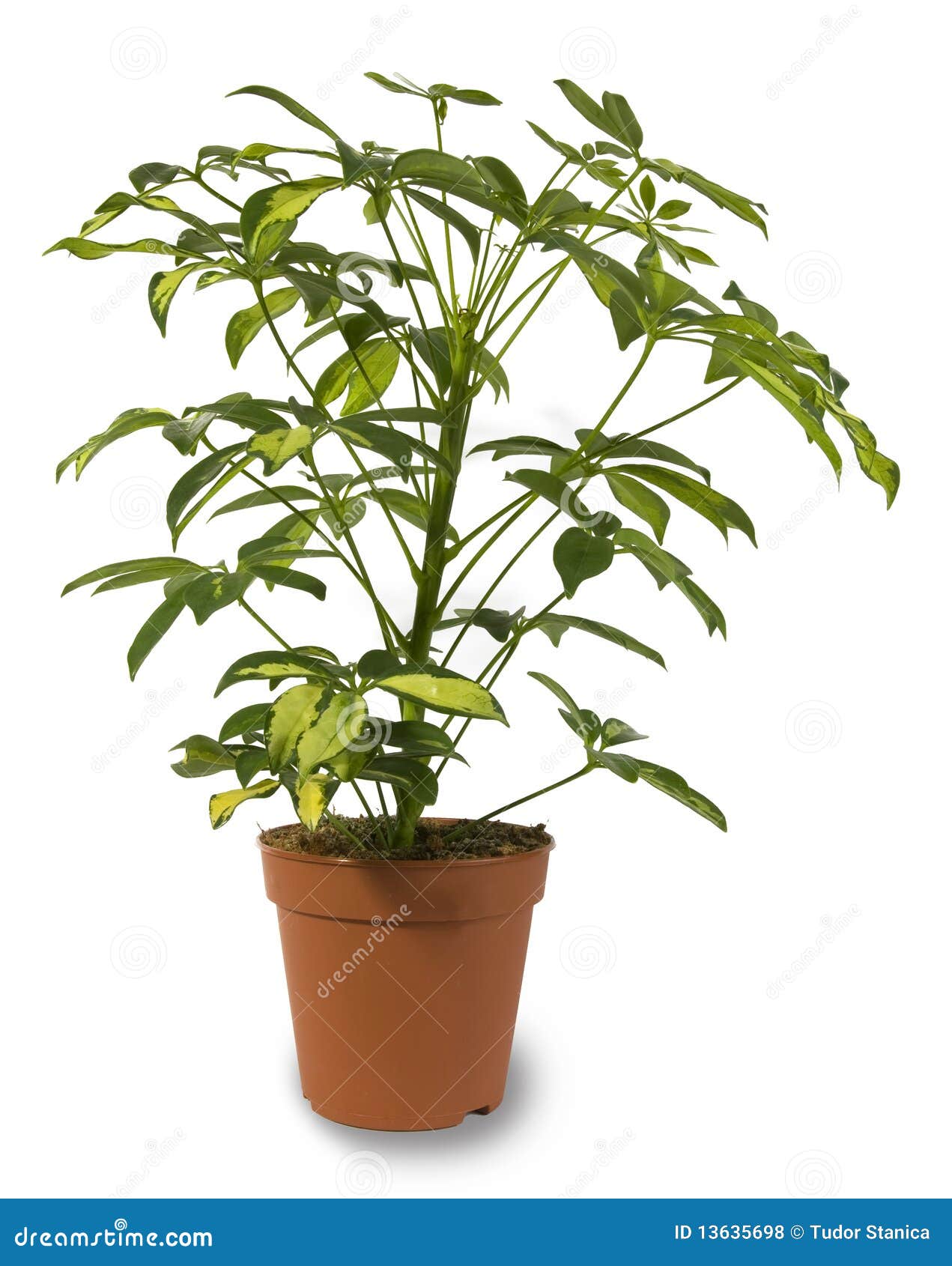 Indoor Plant Isolated stock photo. Image of green, natural - 13635698