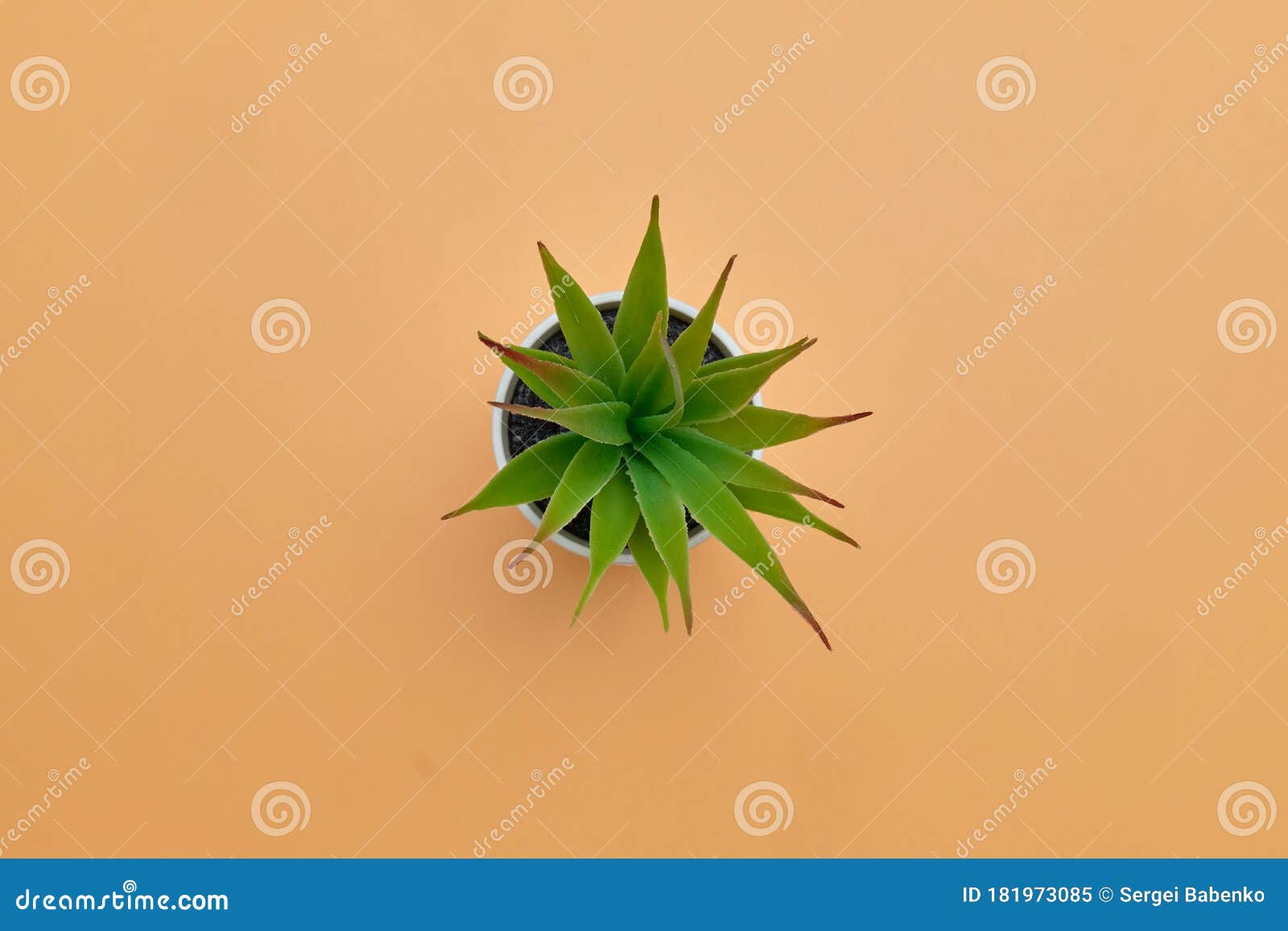 Indoor Plant on an Orange Table. Top View Stock Image - Image of life ...