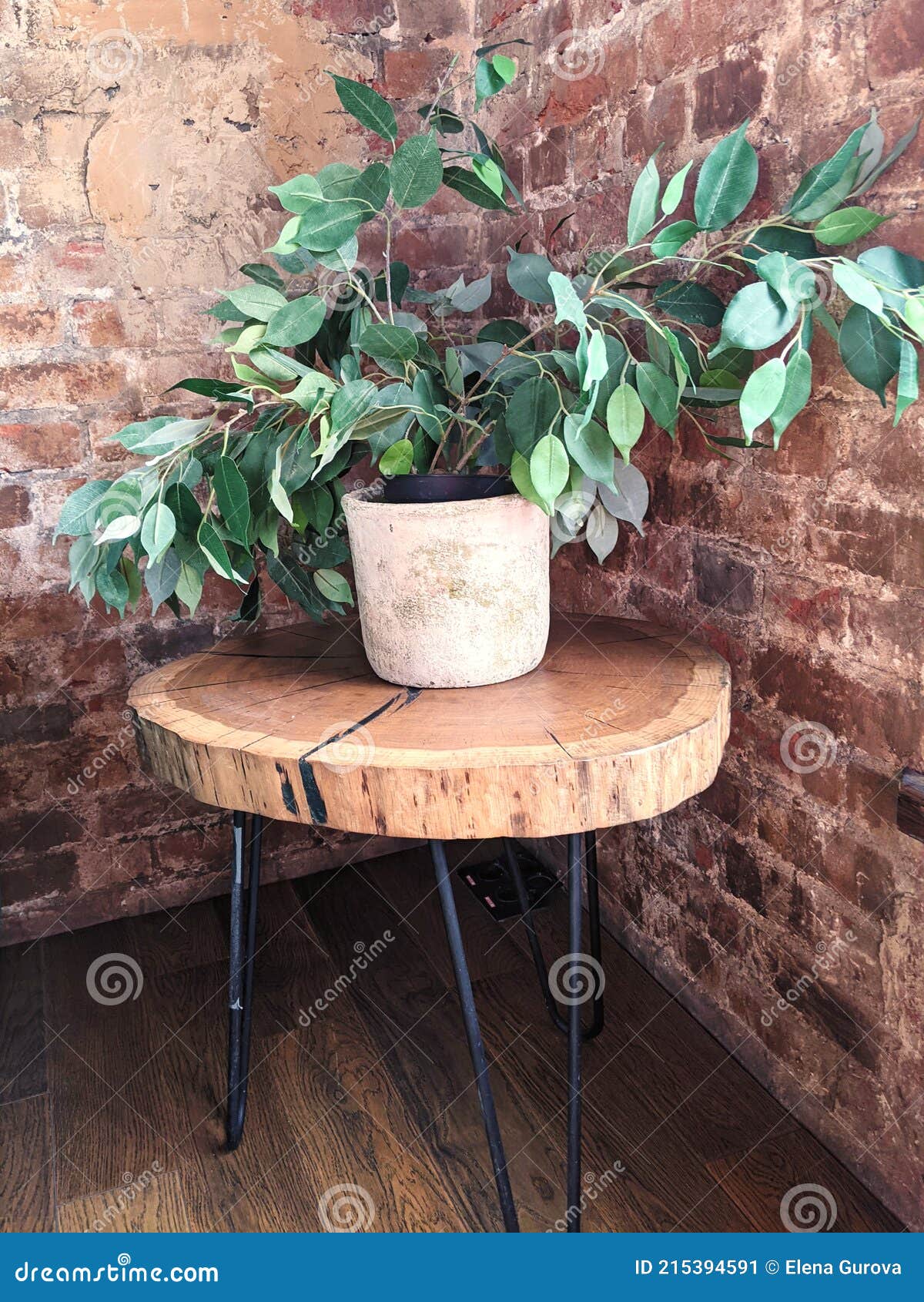 Indoor Plant in a Pot in the Corner of the Loft Stock Image - Image of ...