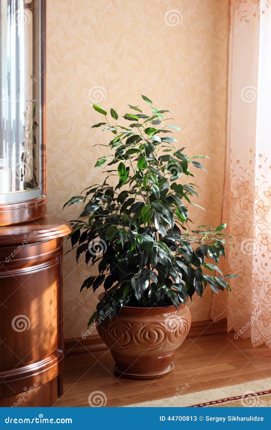 Indoor Plant in the Pot in Interior Stock Image - Image of indoor, room ...
